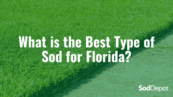 What is the Best Type of Sod for Florida? - Sod Depot
